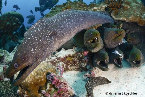 "I even saw a mother moray eel and her baby. The moray eels have been ...