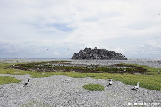 Divemaster and lead deckhand blog : Clipperton trip - Nautilus Liveaboards