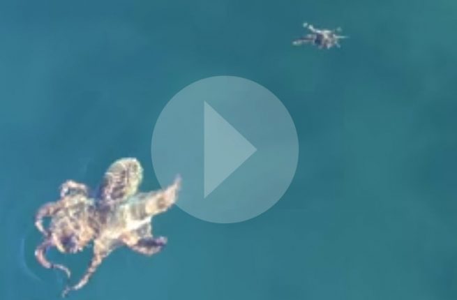 The crab and the octopus; swim faster Mr. crab!! - Nautilus Adventures