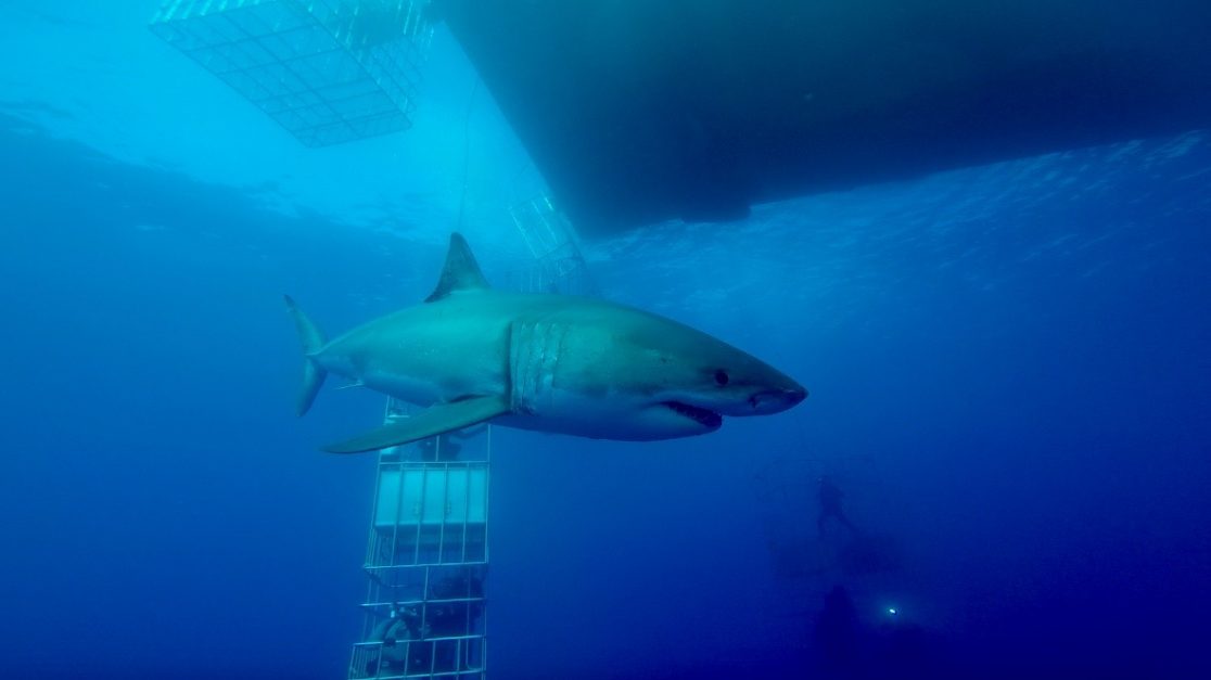 Yippee!! Yahooo!! Wahooohhhh!! Just completed our first Guadalupe great ...