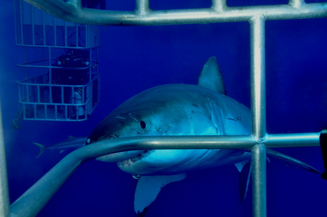 A sharktastic day - Nautilus Liveaboards