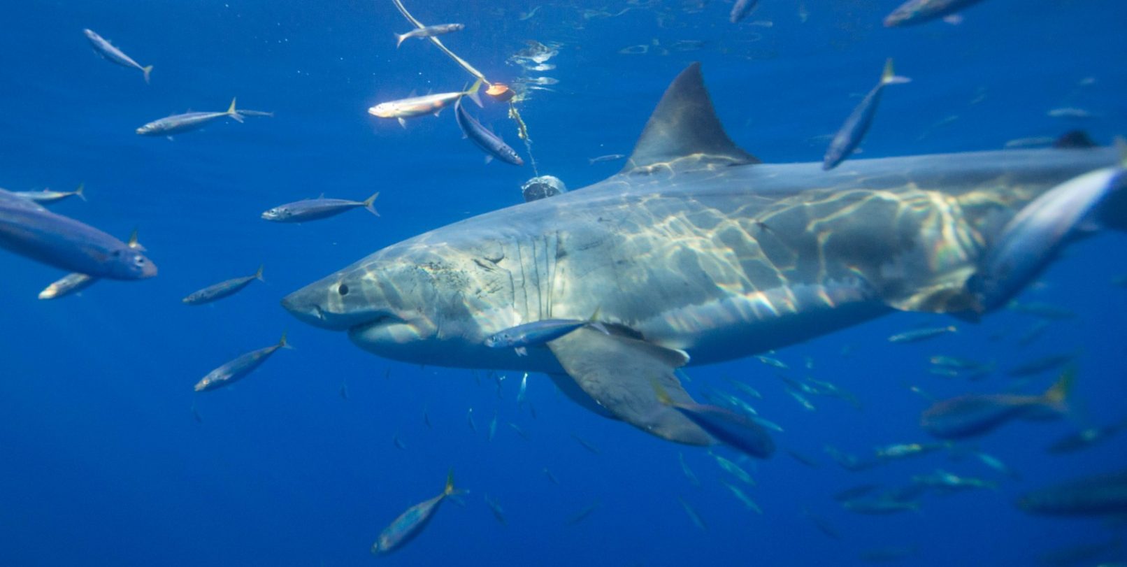 Enjoying the ship & sharks! - Nautilus Liveaboards