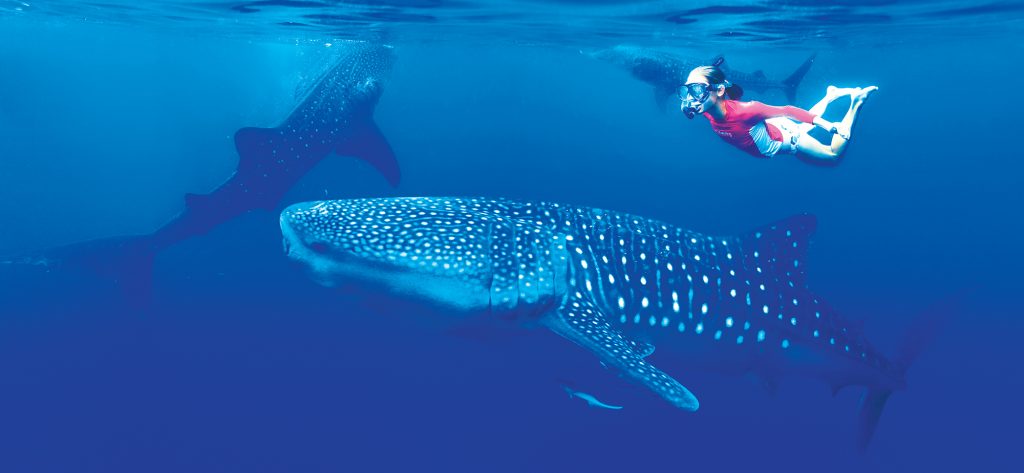 If swimming alongside a whale shark is on your wish list, you can learn ...