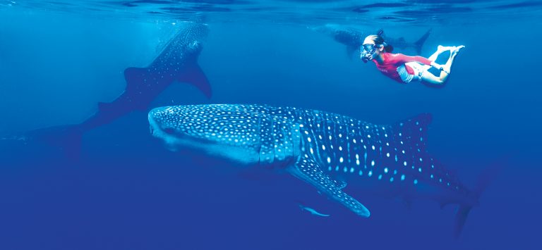 If swimming alongside a whale shark is on your wish list, you can learn ...