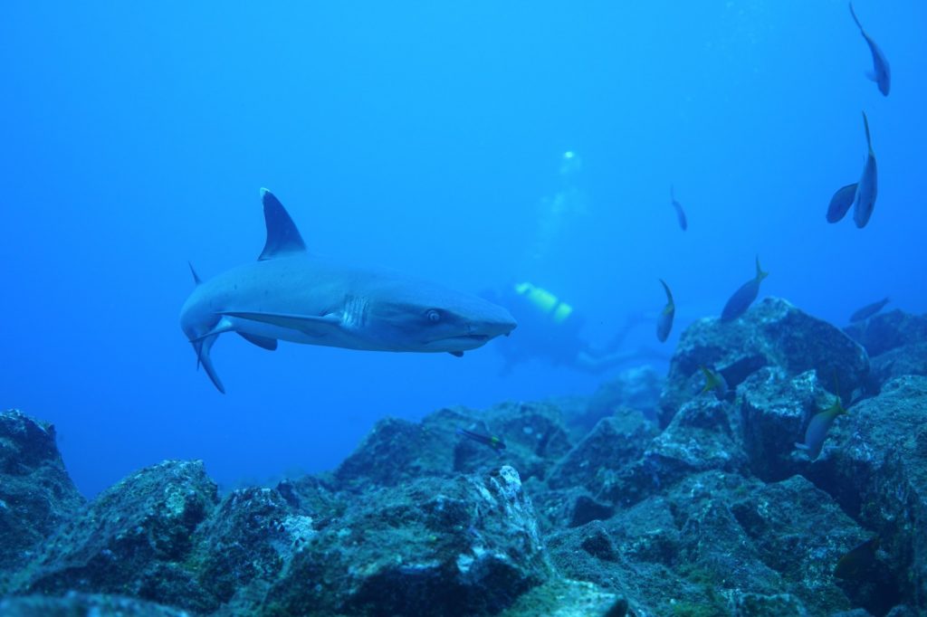 Schooling hammerheads & jacks - Nautilus Liveaboards Blog