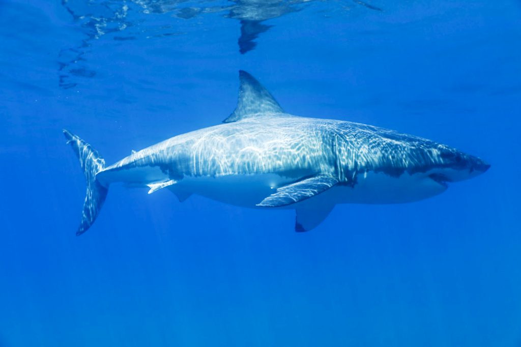 Sharks Put on an Acrobatic Show at Guadalupe - Nautilus Liveaboards