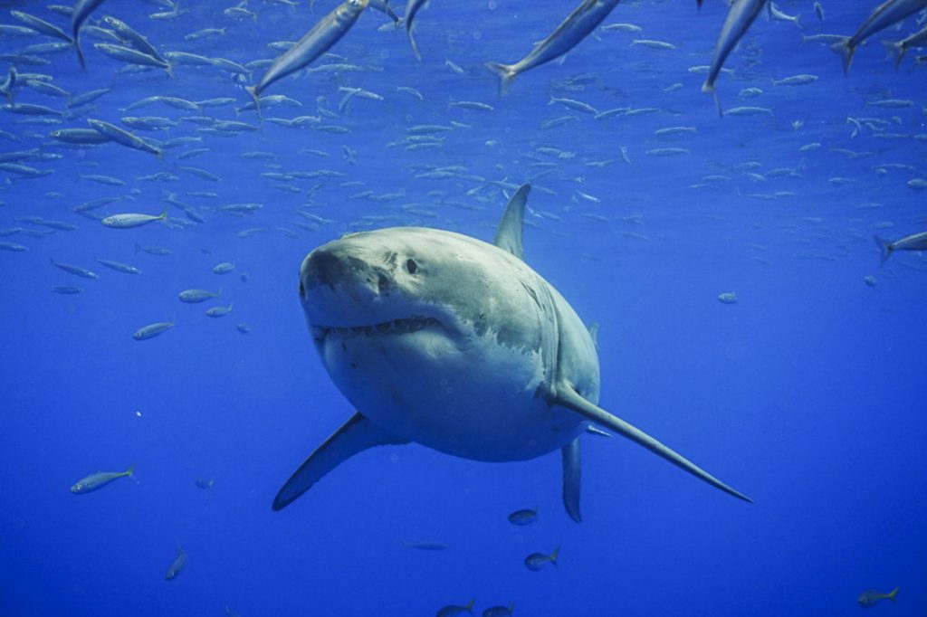 Natural Great White Hunting Behaviour at Guadalupe - Nautilus Liveaboards