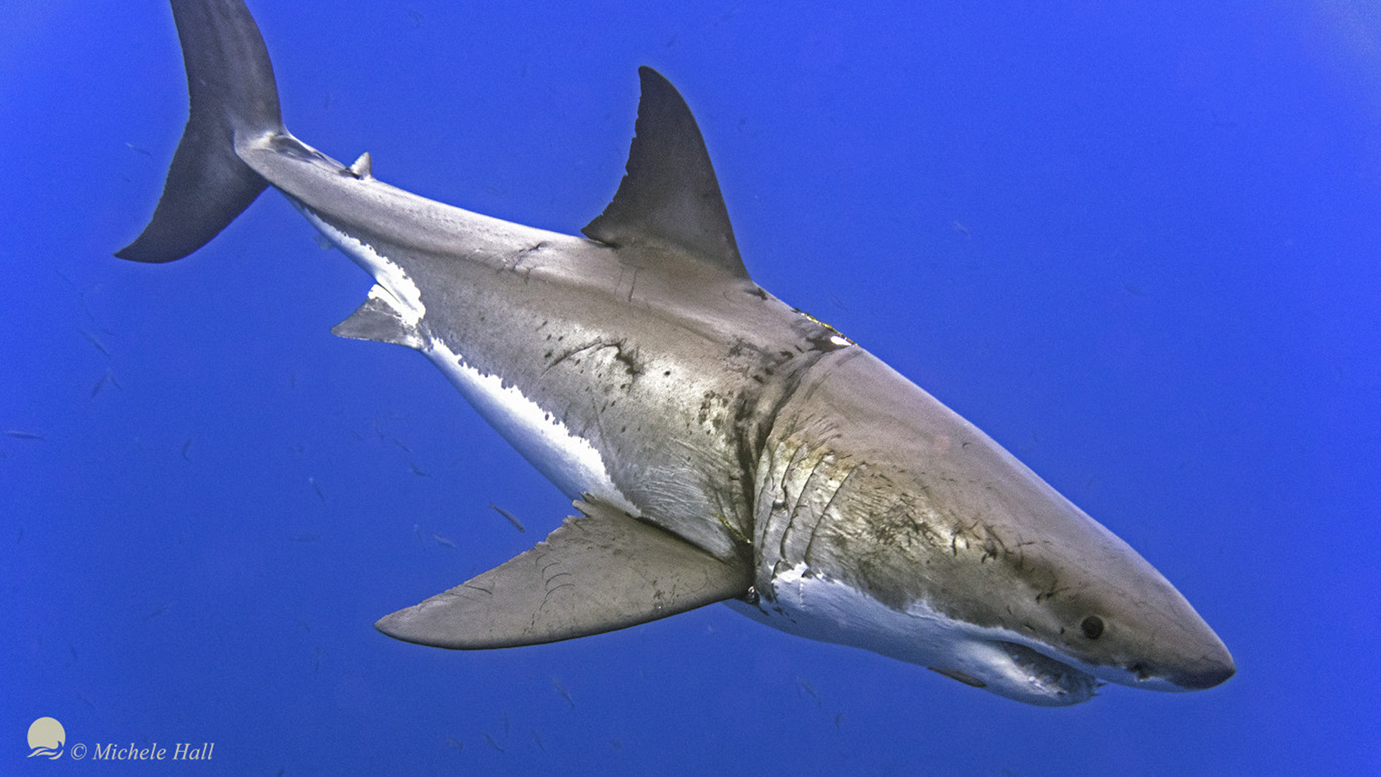 Shark Experts and New Divers Meet Great Whites! - Nautilus Adventures