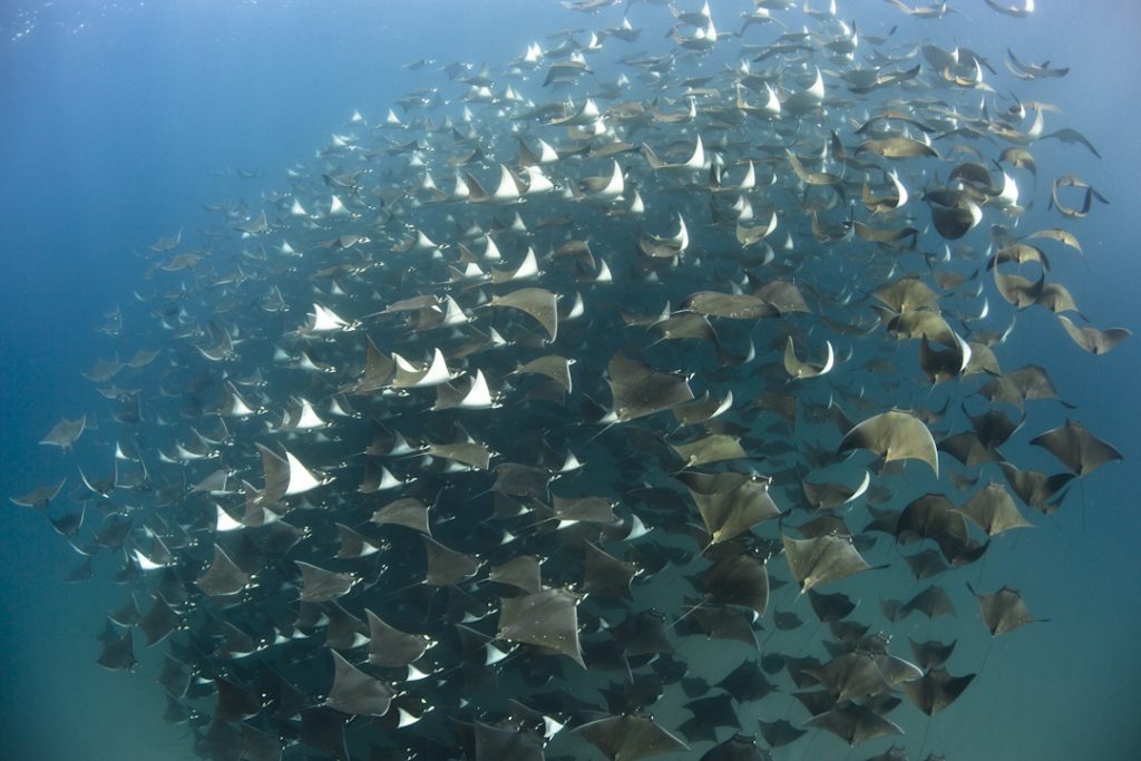 Mobula Experience, the epic wildlife migration - Nautilus Adventures