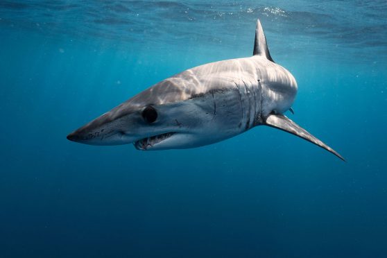 Mako Sharks - the fastest sharks in the the world - Nautilus Liveaboards