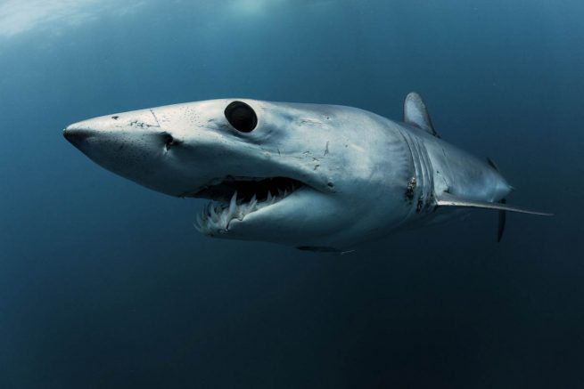 Mako Sharks - the fastest sharks in the the world - Nautilus Liveaboards