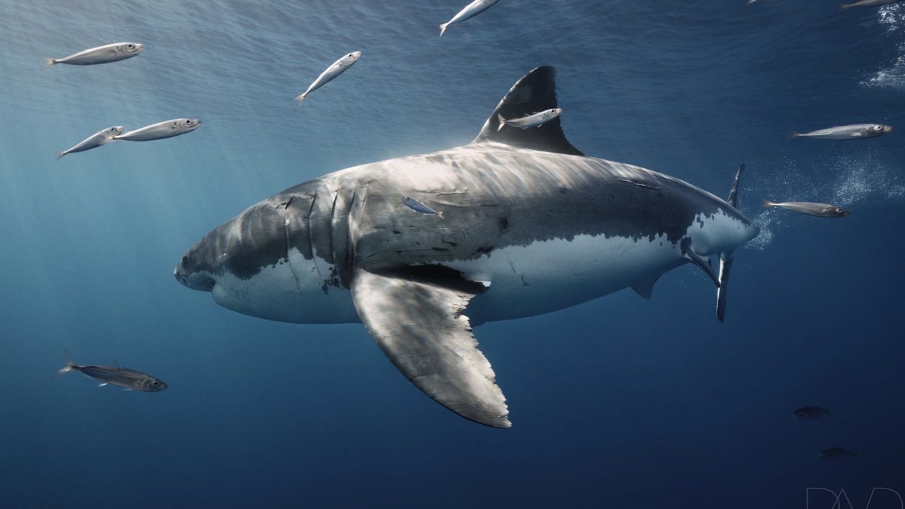 How Intelligent are Great White Sharks? - Nautilus Adventures