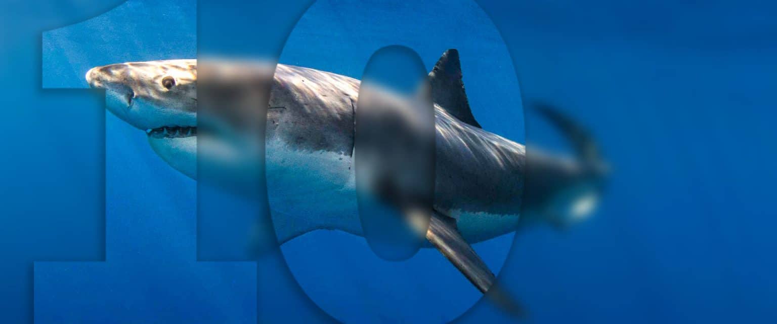 10 great white shark facts - Nautilus Adventures