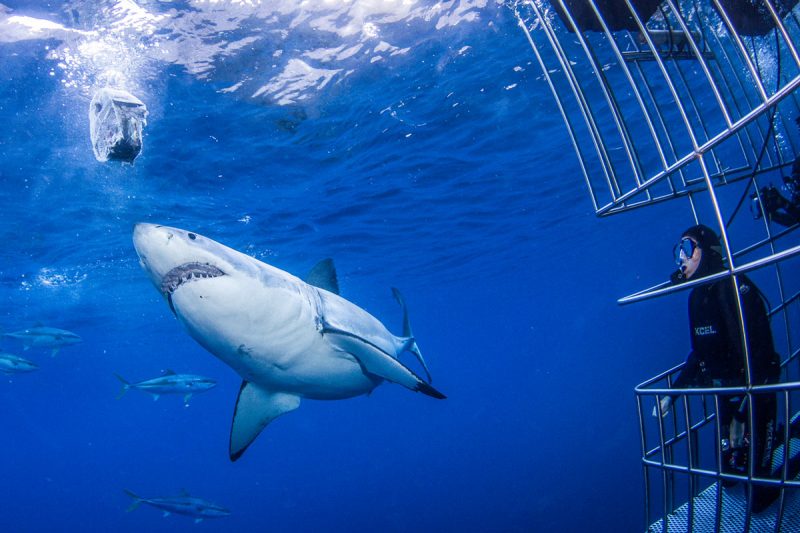 10 great white shark facts - Nautilus Adventures