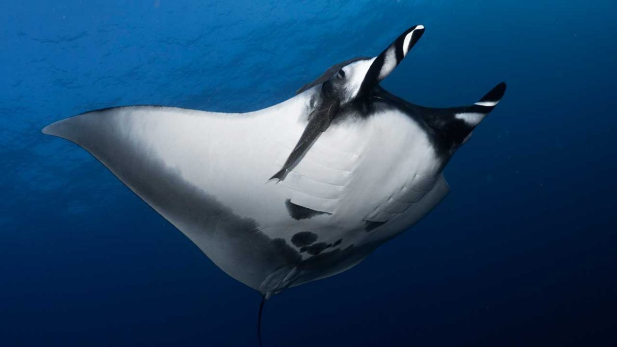 Backscatter Zero to Hero: Underwater Photography Courses - Nautilus ...