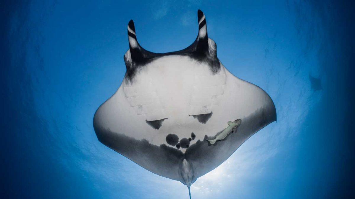 Backscatter Zero to Hero: Underwater Photography Courses - Nautilus ...