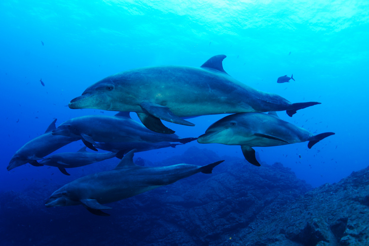 A pod of dolphins, hammerhead, and mantas on the first dive of the trip