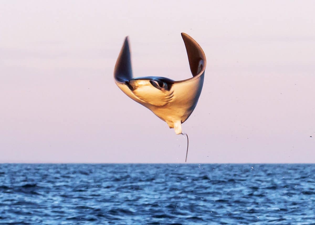 Airplane Supported Mobula Ray And Orca Expedition