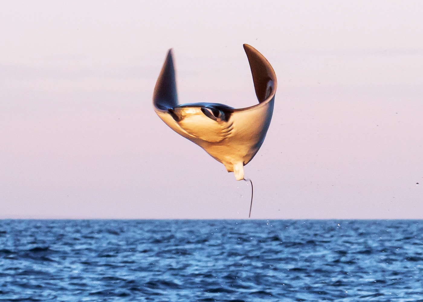 Airplane Supported Mobula Ray And Orca Expedition