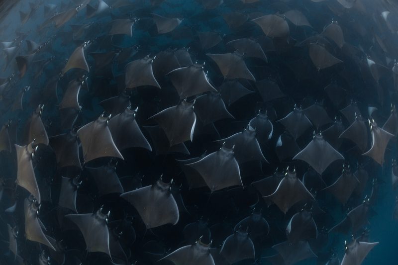 Join the Mobula Ray Migration in the Sea of Cortez - Nautilus Adventures