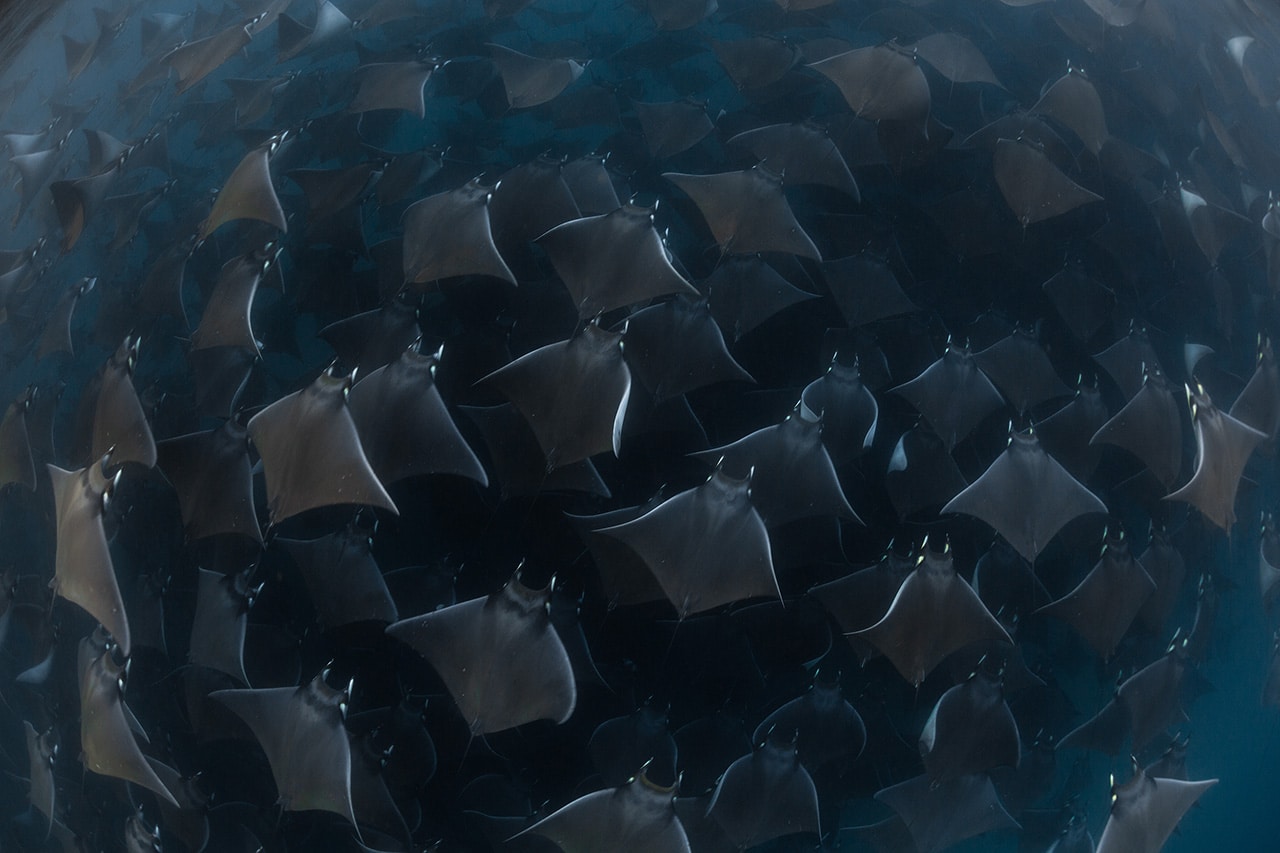 Join the Mobula Ray Migration in the Sea of Cortez - Nautilus Adventures