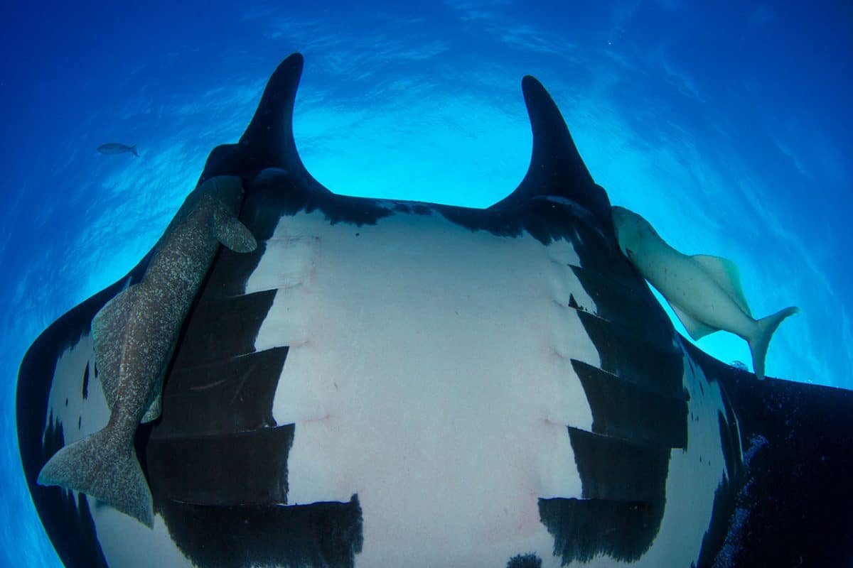 The Importance of Tourism: Manta Ray Conservation - Nautilus Adventures