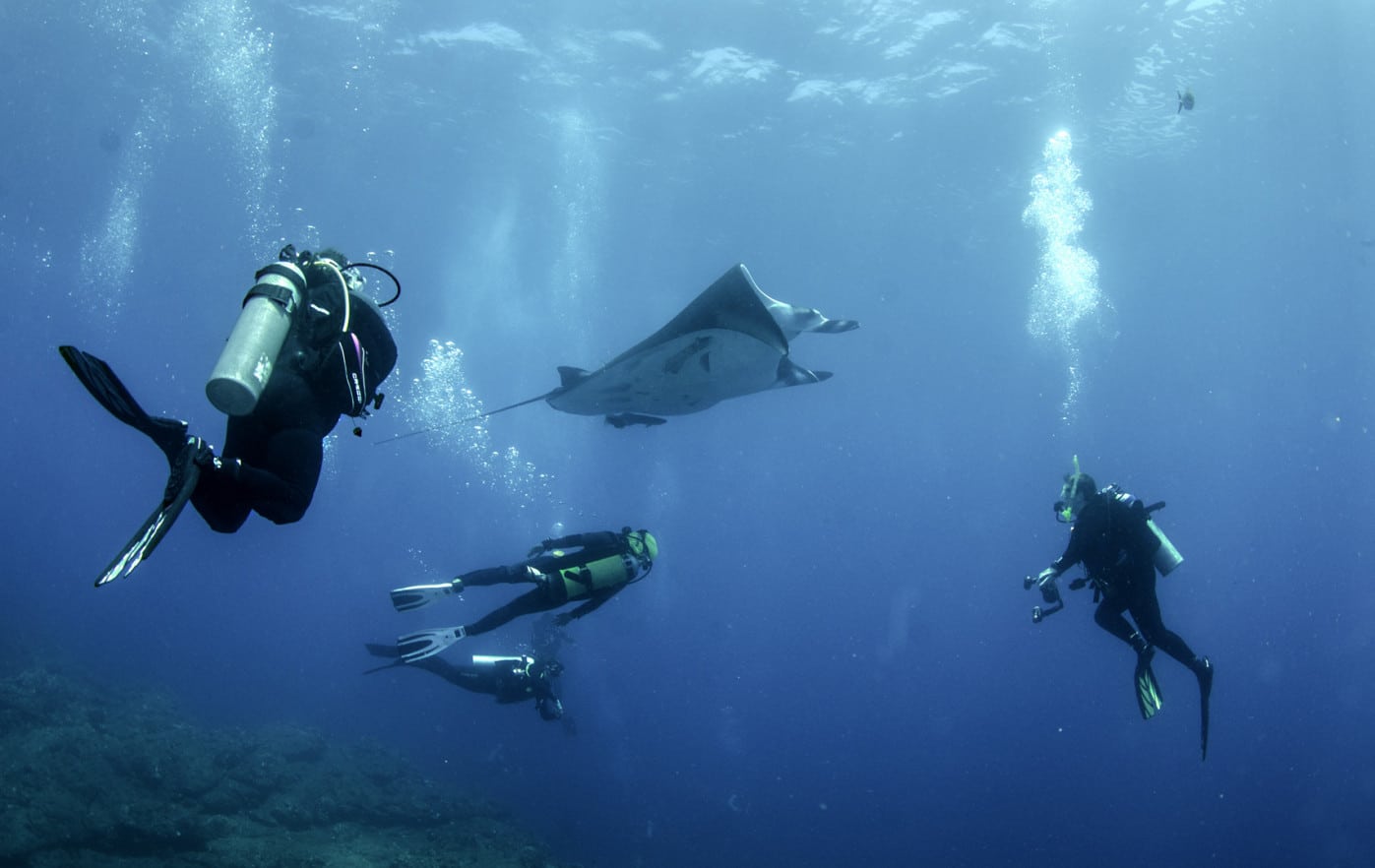 Great Diving Action Every Day - Nautilus Liveaboards
