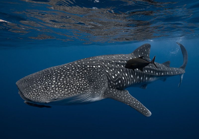 “The Ultimate Whale Shark Adventure is a trip of a lifetime.”