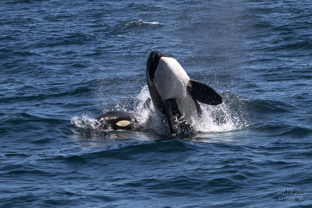 Orca Spyhopping