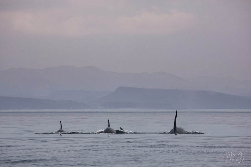 Five Interesting Facts About Orcas - Nautilus Liveaboards