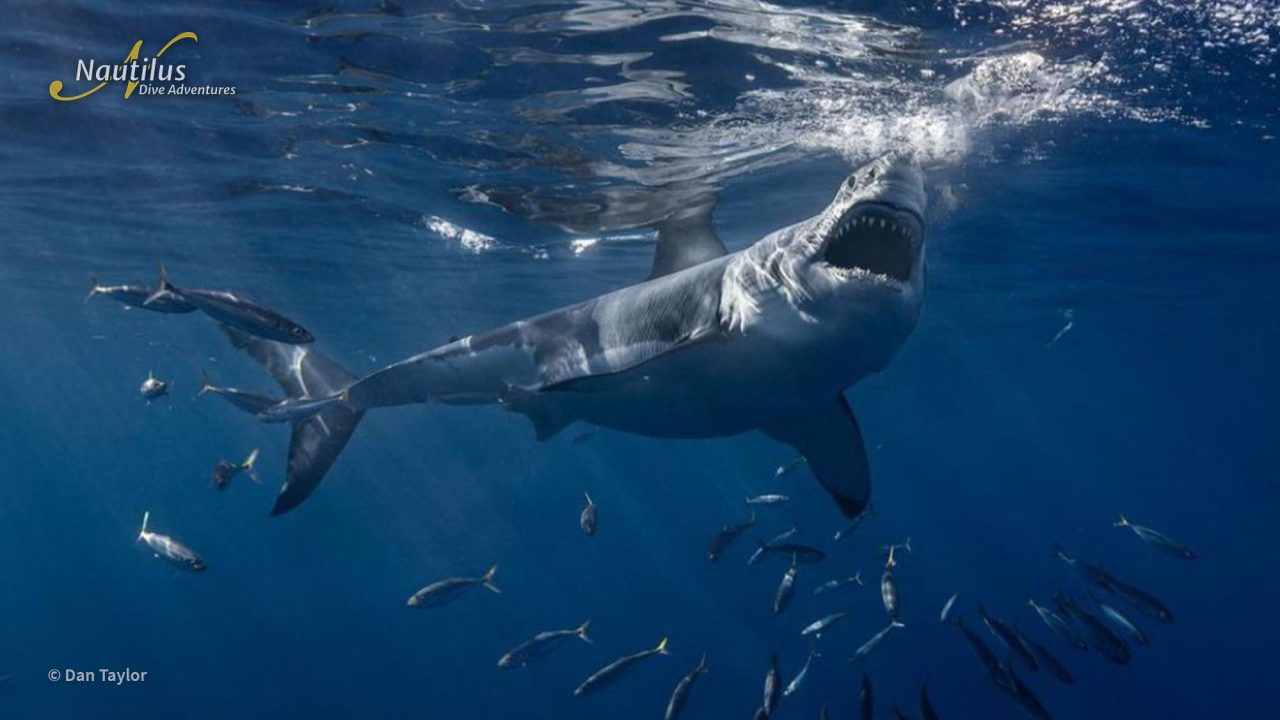 Unique Facts About Great White Sharks - Nautilus Adventures