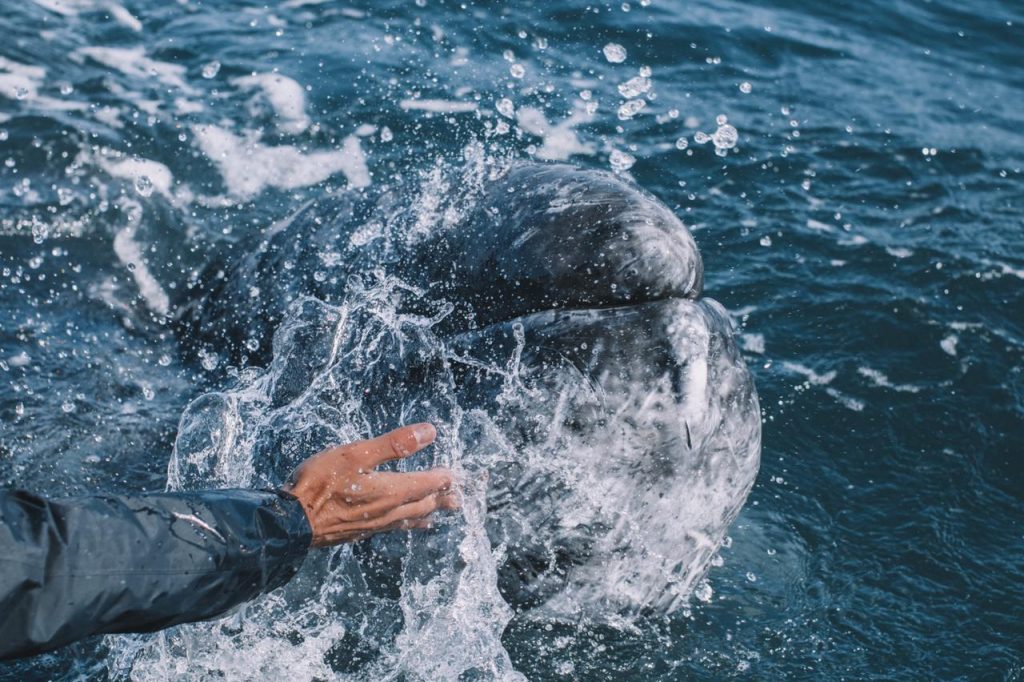 Gray Whale Migration - 10000 Miles - Nautilus Adventures