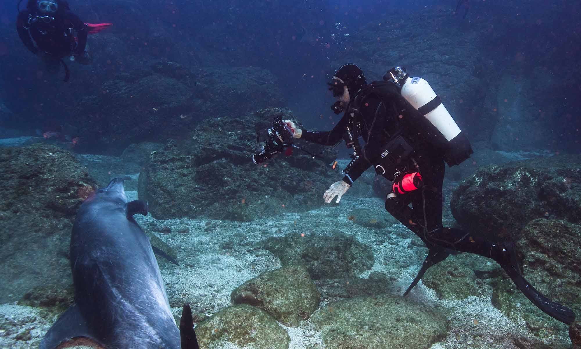 Top 5 Reasons to Dive Socorro This October & November - Nautilus Adventures