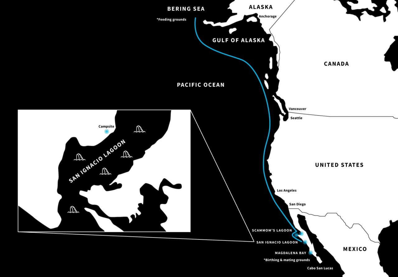 Why do gray whales migrate to Baja, Mexico? - Nautilus Adventures