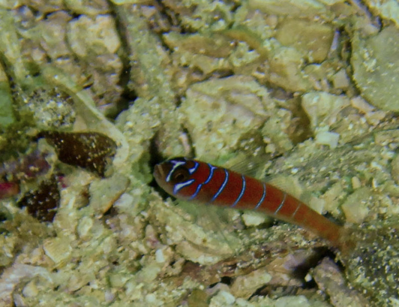 DM Personal Blog: Zebra Goby and Blue Banded Goby - Nautilus Liveaboards