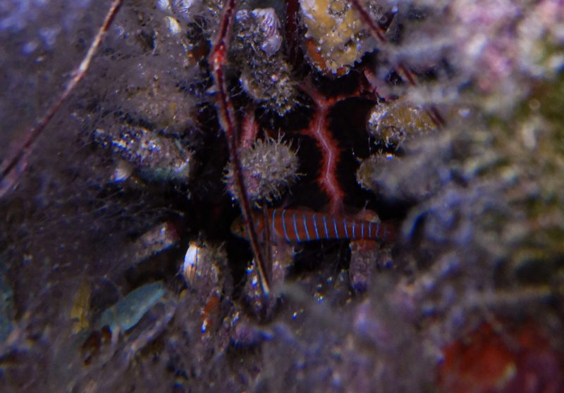 Zebra Goby and Blue Banded Goby - Nautilus Liveaboards