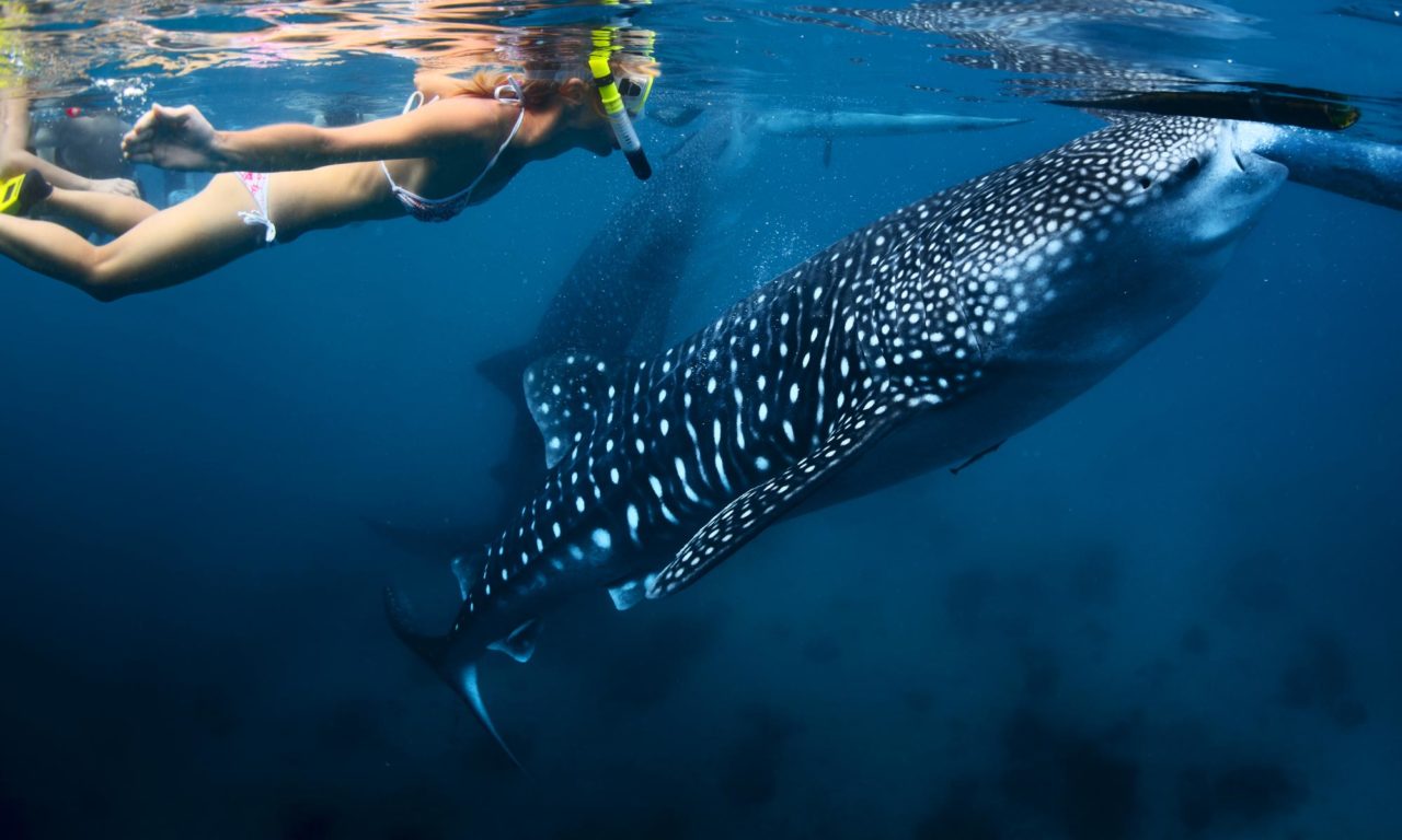 Ultimate Whale Sharks, Sea of Cortez Adventures