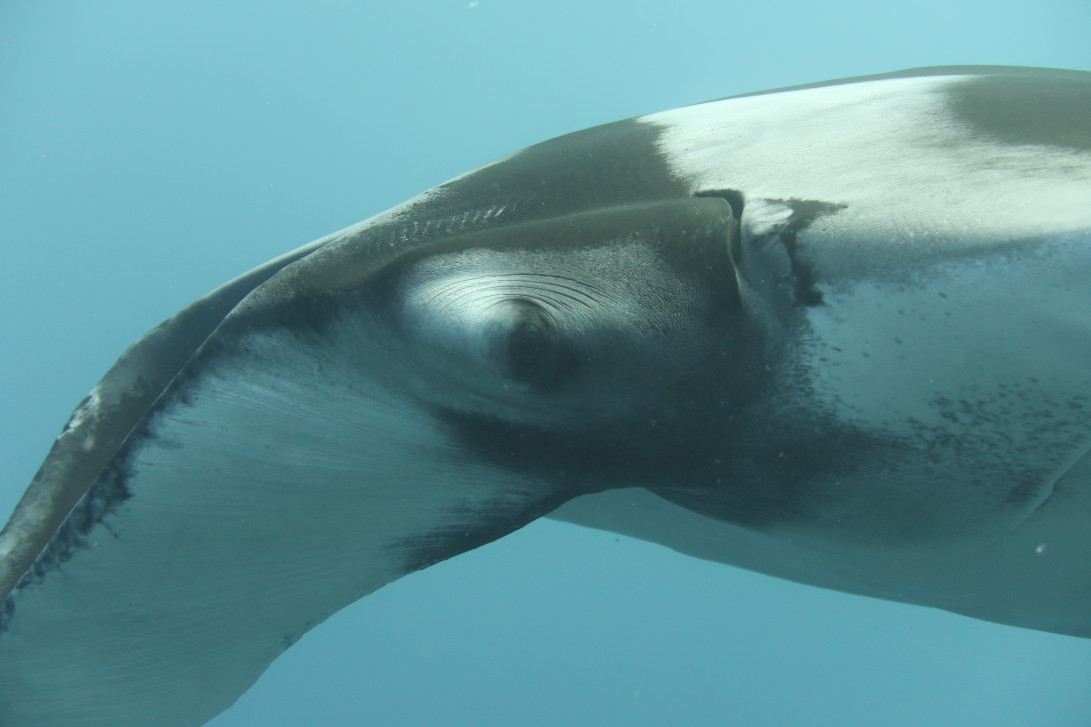 Amazing Giant Manta Ray behaviors - Nautilus Adventures