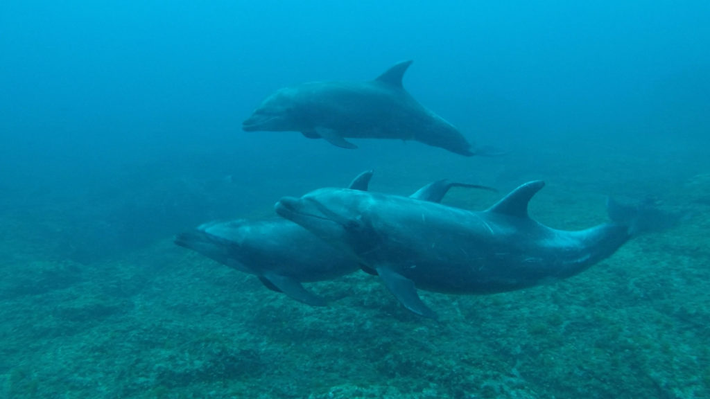 Diving off Clarion Island – An Amazing Experience