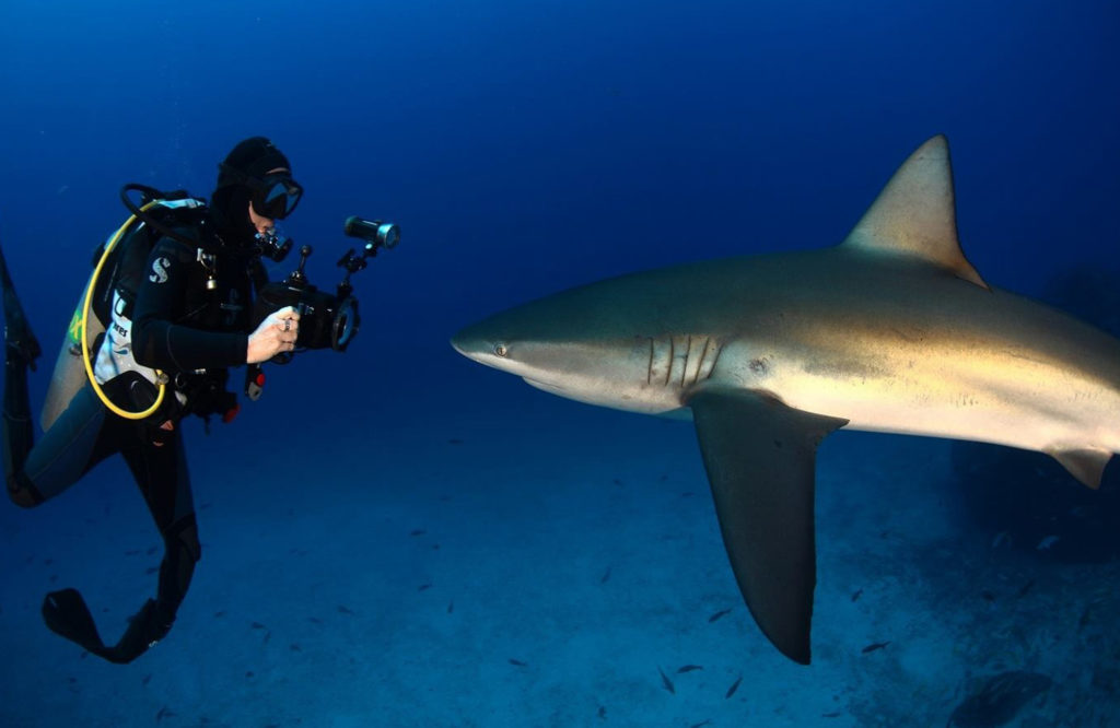 Diving at Socorro Islands – An Amazing Experience