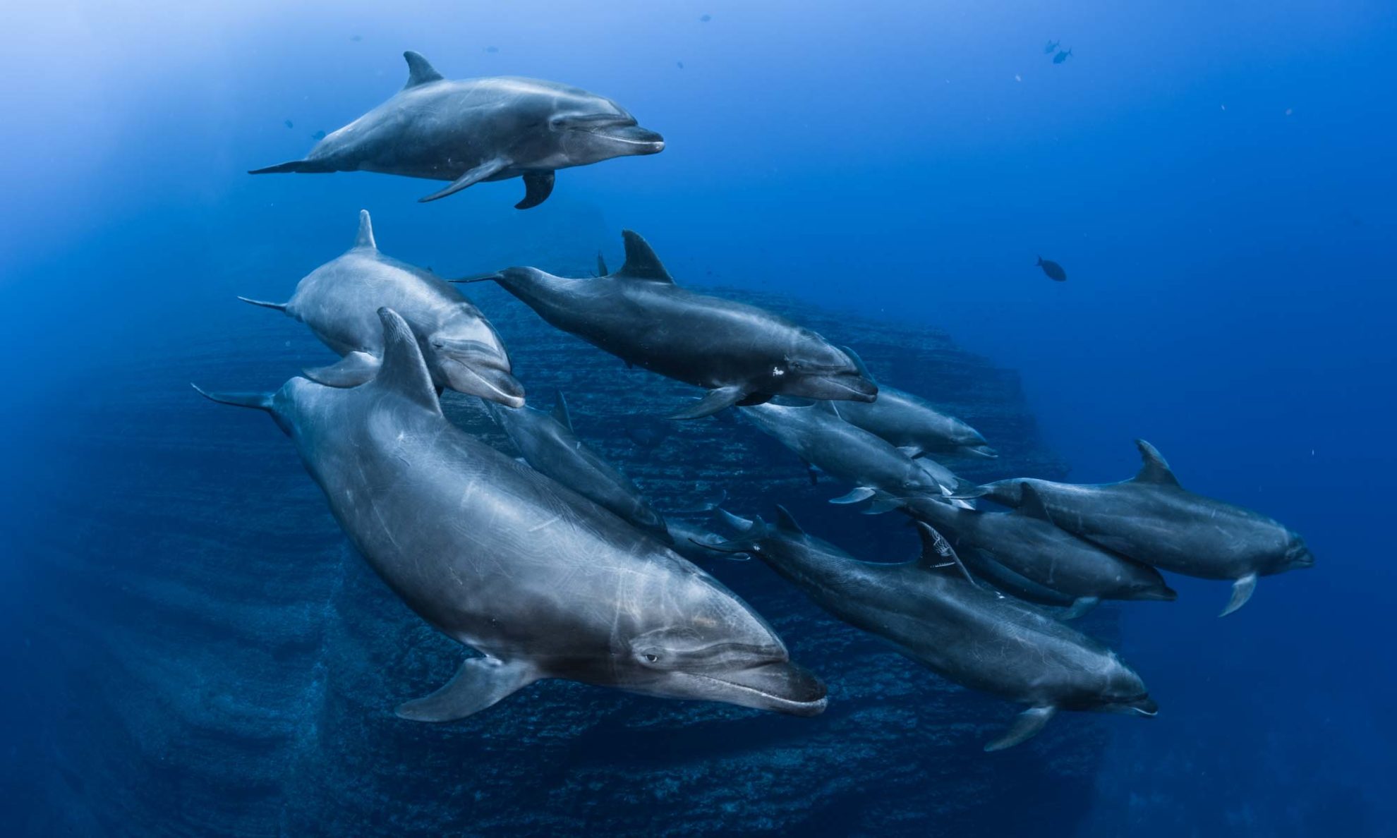 Adult male orcas reach 8–10 meters in length, making them the biggest ...
